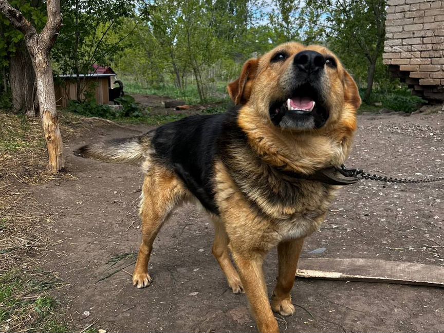 Гоша ищет дом