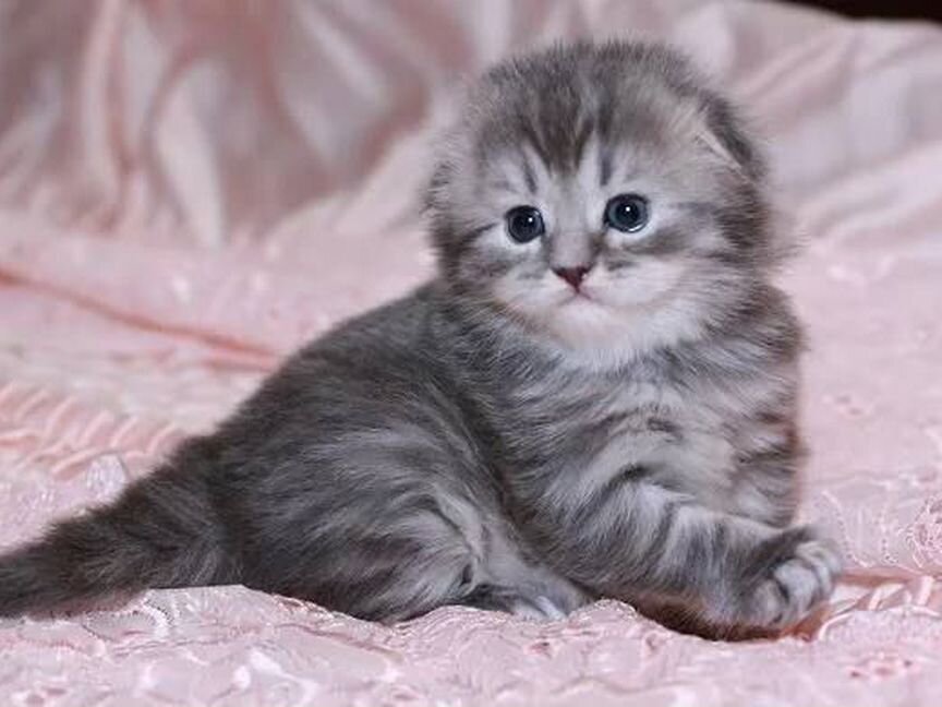 Британские Котята