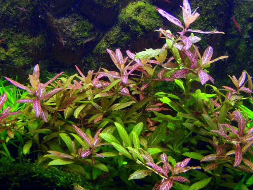 Гигрофила многосемянная, Cryptocoryne scurrilis