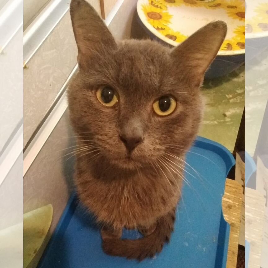 Русский голубой кот