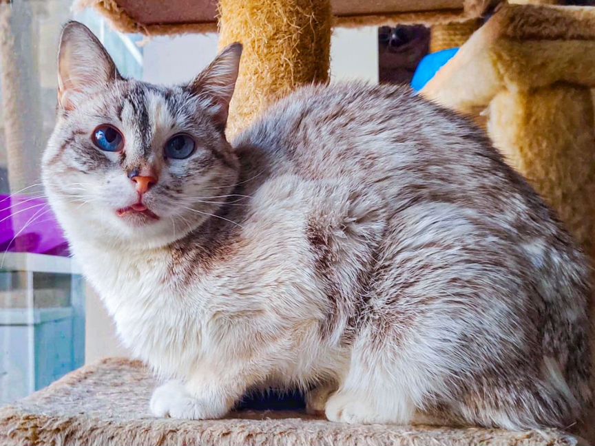 Кошечка в добрые ручки