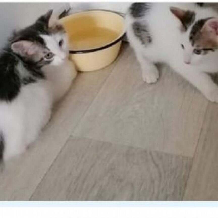 Котики- братики привитые в добрые руки