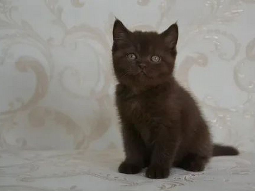 Британцы с апельсиновыми глазками