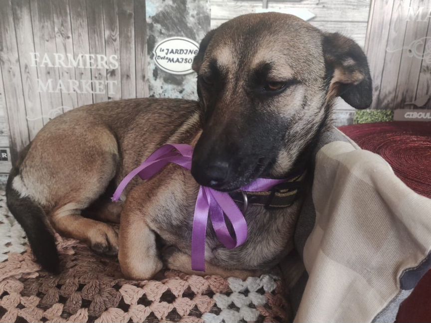 Cобака Кнопа 1 год маленькая