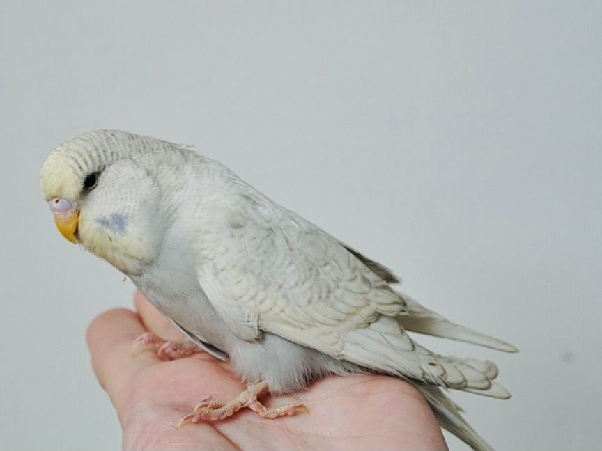 Птенец выставочного волнистого попугая