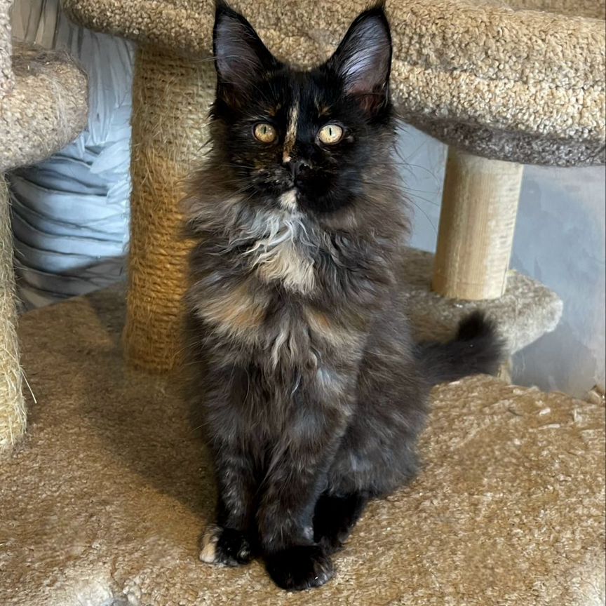 Мейн-кун котёнок