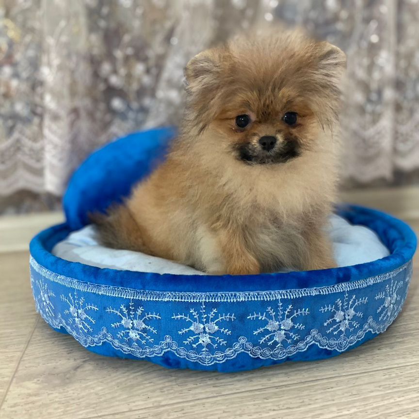 Веселый вселюбящий тушканчик