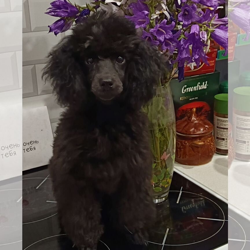 Той-пудель, взрослая собака