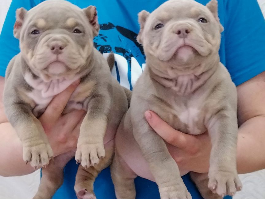 Два очаровательных пончика булли