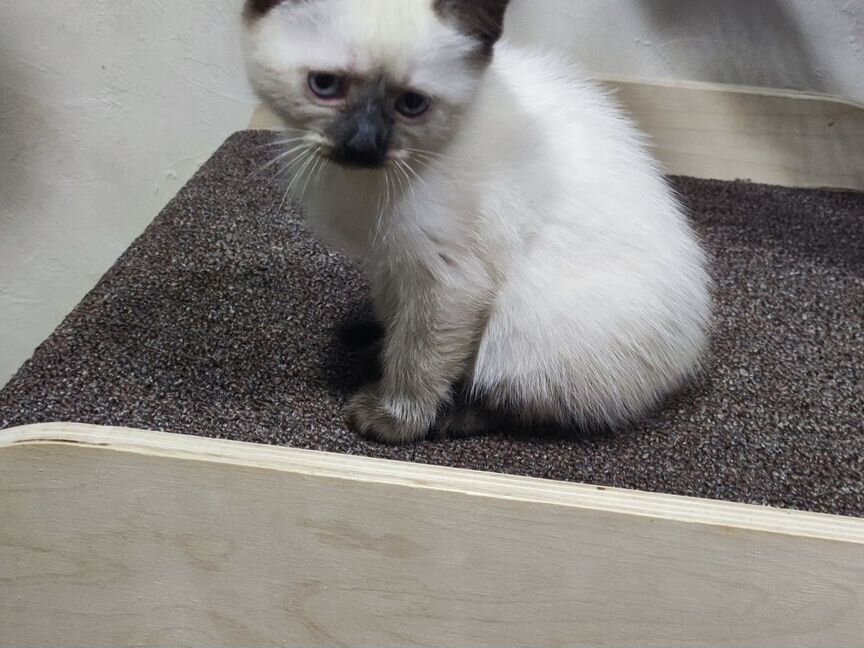 Сиамские котята