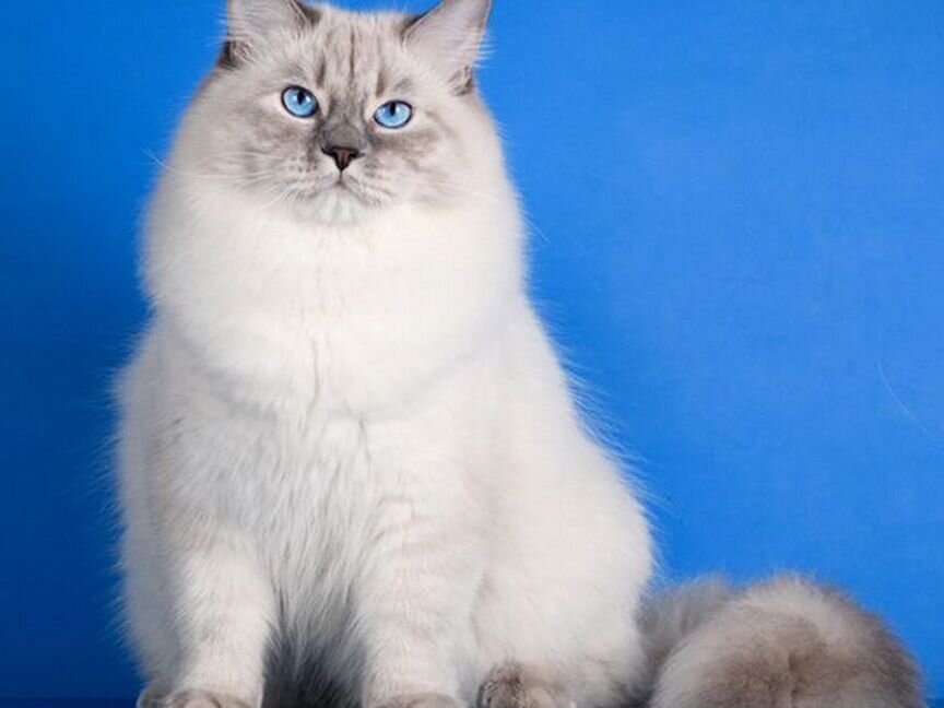 Невская маскарадная