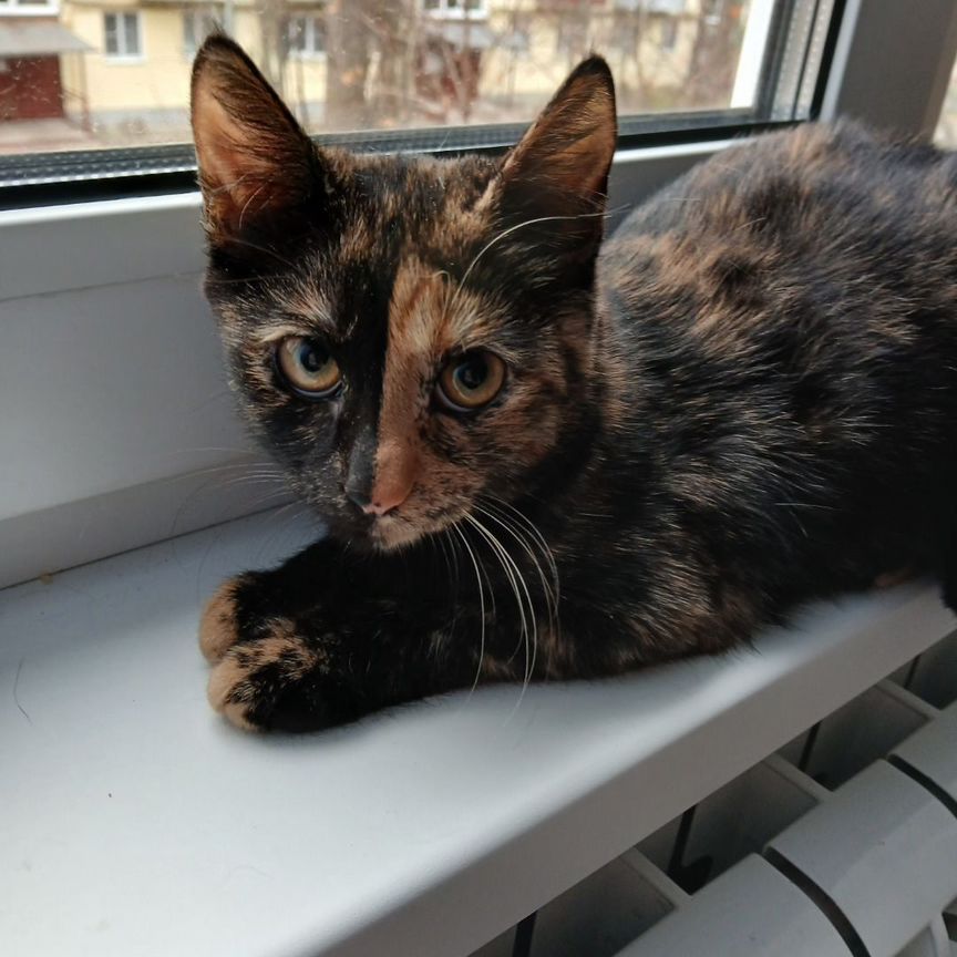 Котята