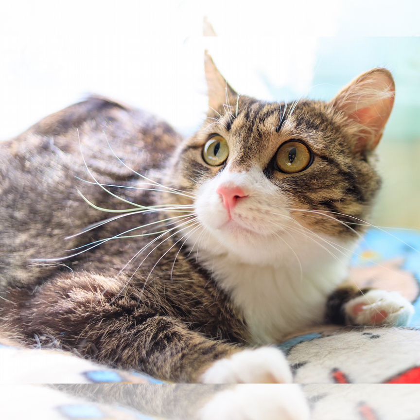 Кот в добрые руки