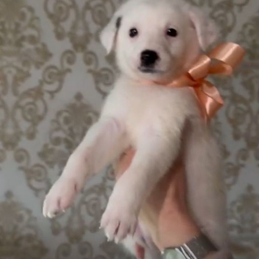 Снежки в дар еа выбор с доставкой