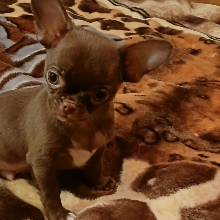 Чихуахуа, щенок