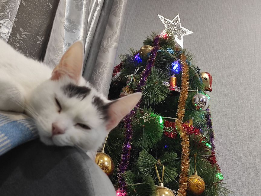 Кошечек