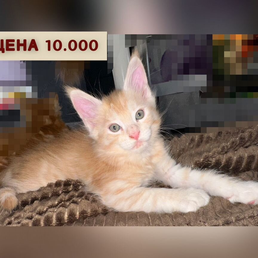 Мейн-кун котёнок