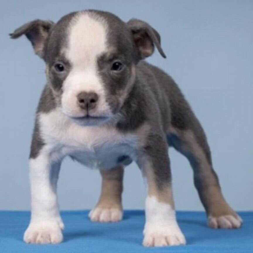 Американский булли