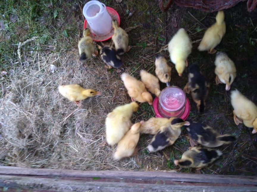 Утята бролерные