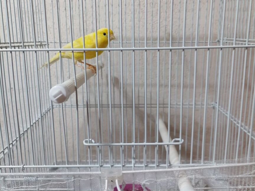 Кенара и канарейки