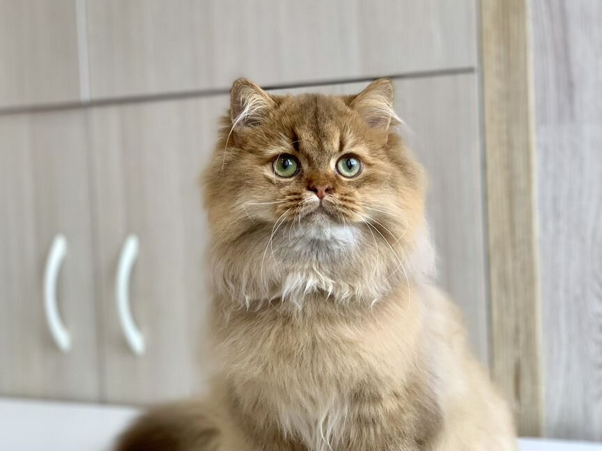 Шоколадное золото мальчик