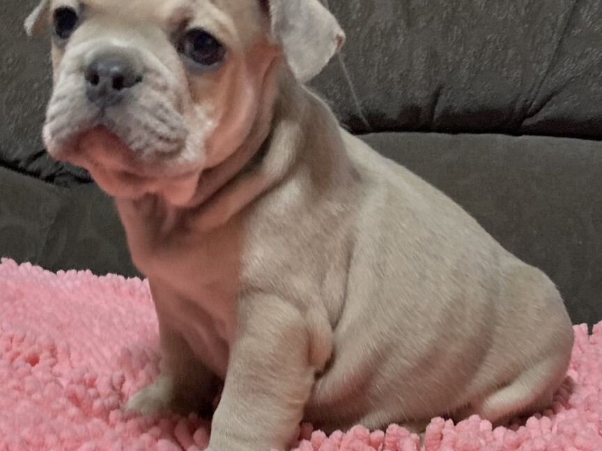 Французские джентельмены