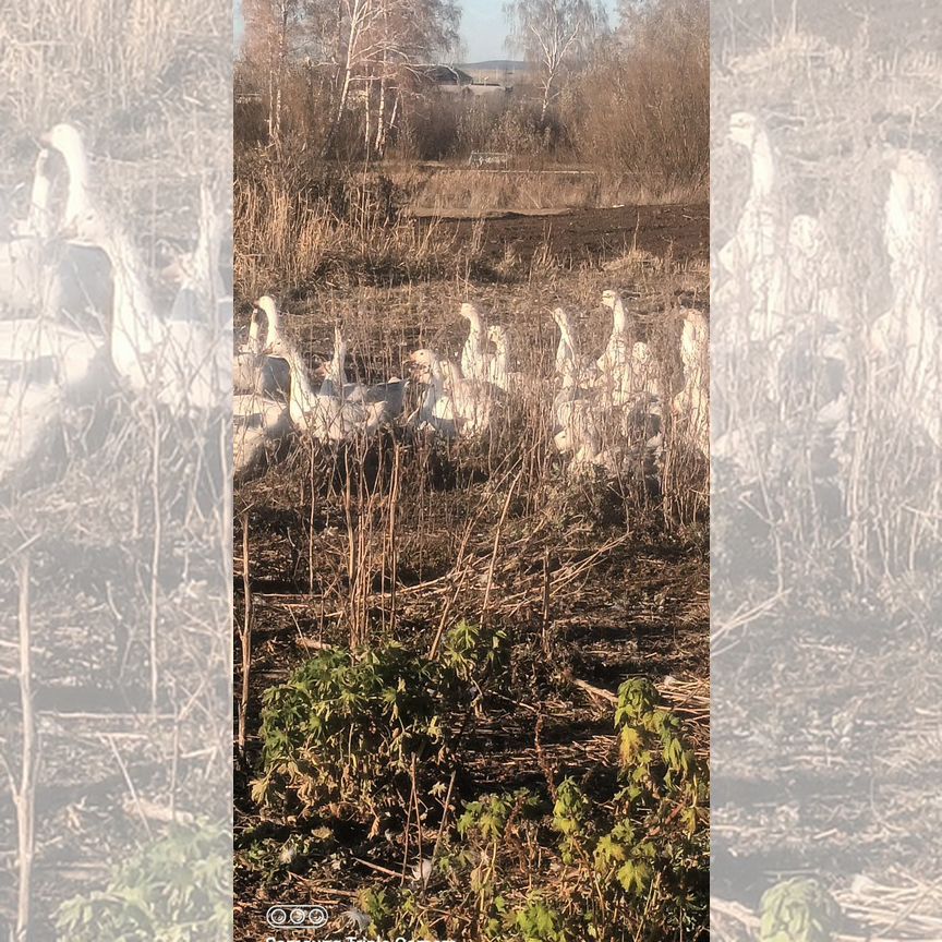 Гуси продаю оптом и в розницу