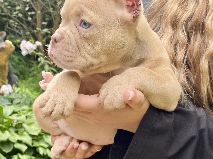 Американский булли девочка маленькая