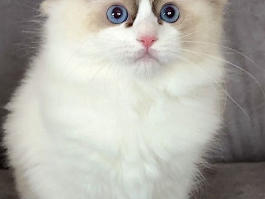 Котята рэгдолл
