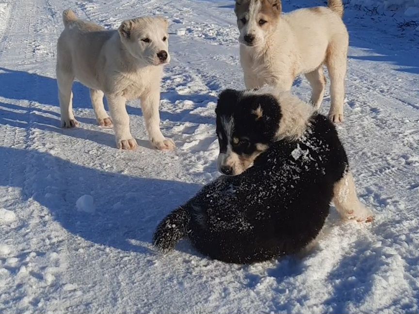 Среднеазиатская овчарка алабай щенки