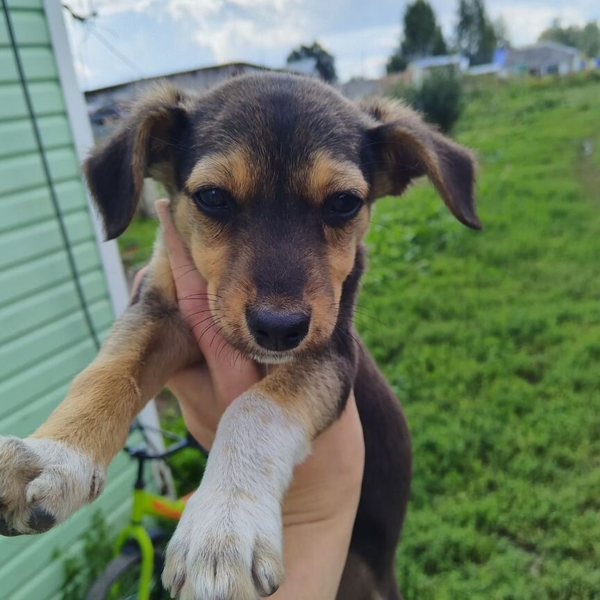Отдам собачку 3 месяца
