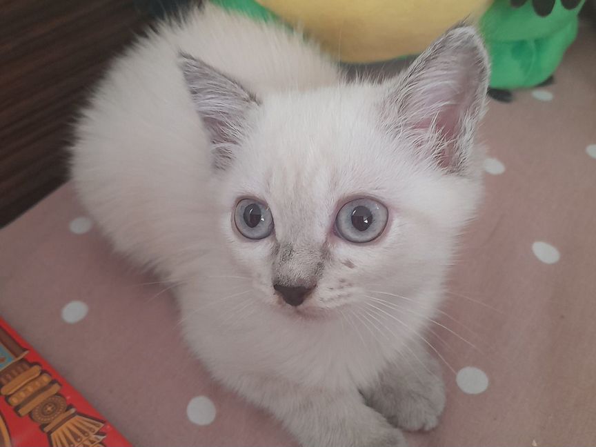 Котята 2 месяца
