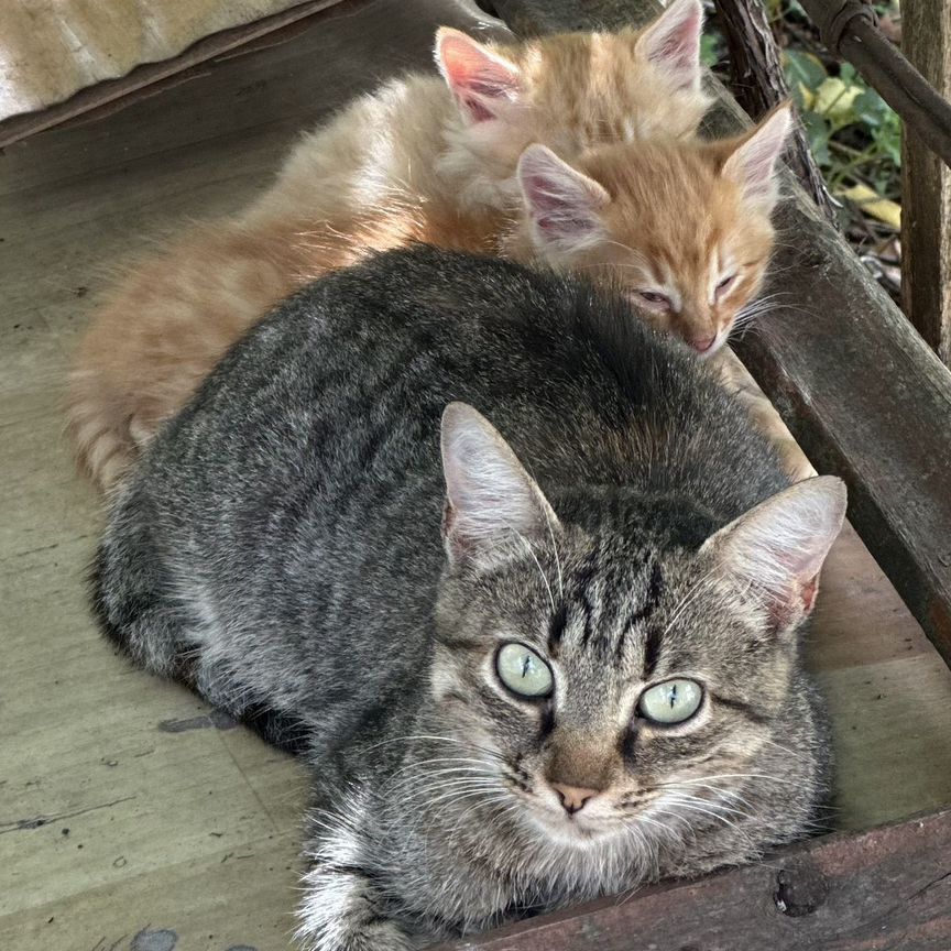 Рыжие котята, даром