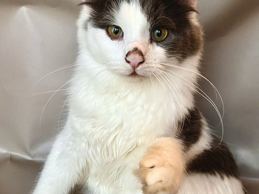 Тиша так и не нашел семью