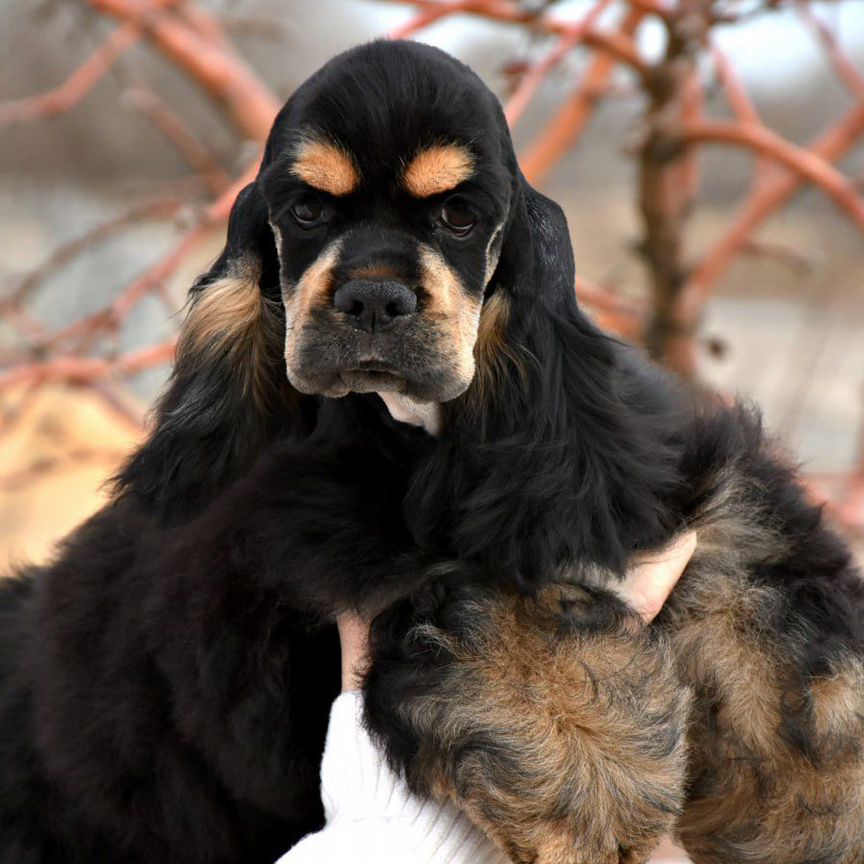 Девочка амкокера