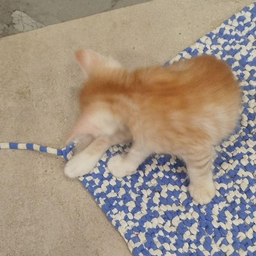 Котята
