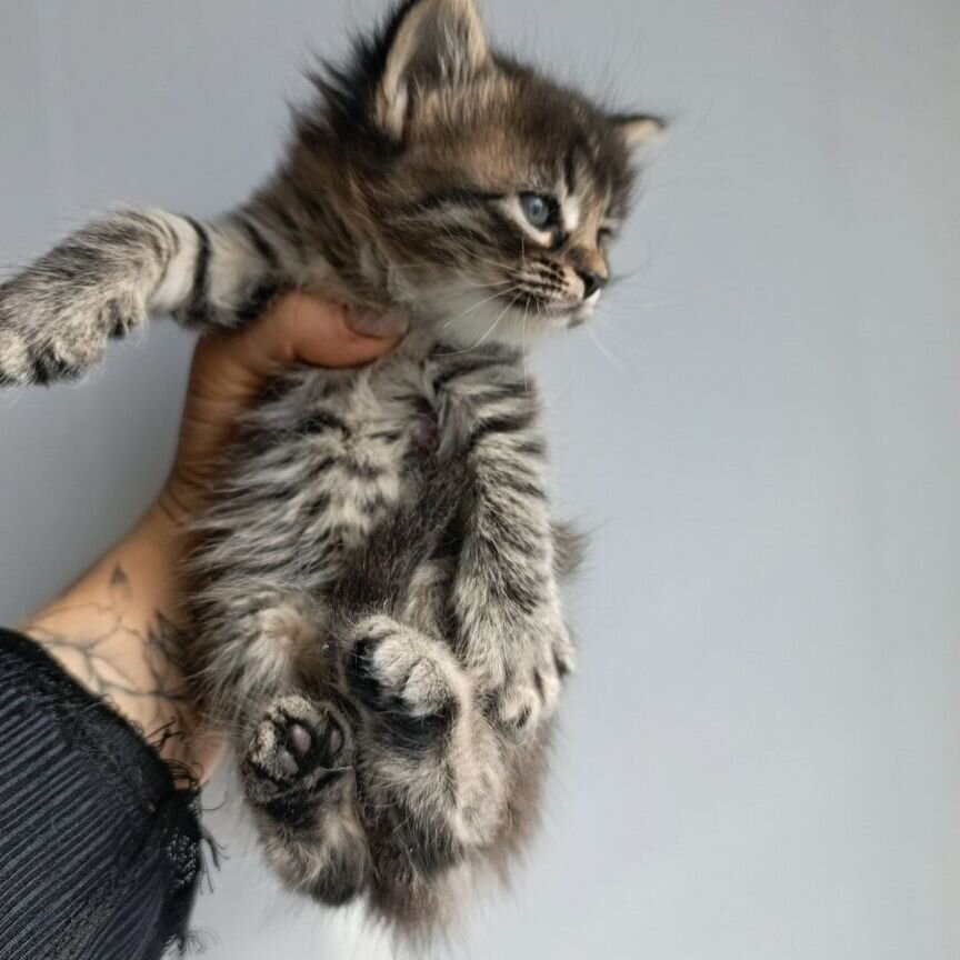 Котята мейкун помесь