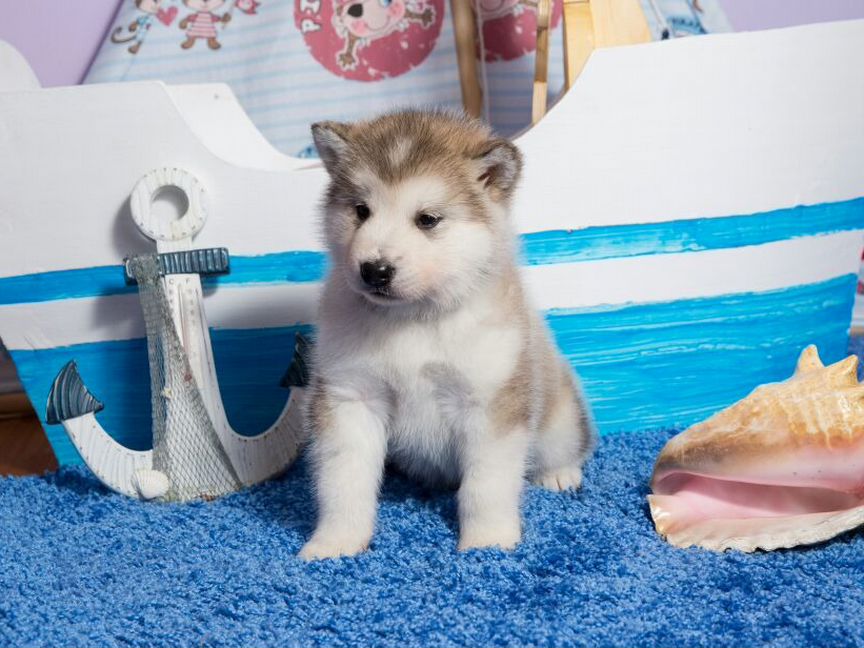 Щенки маламута