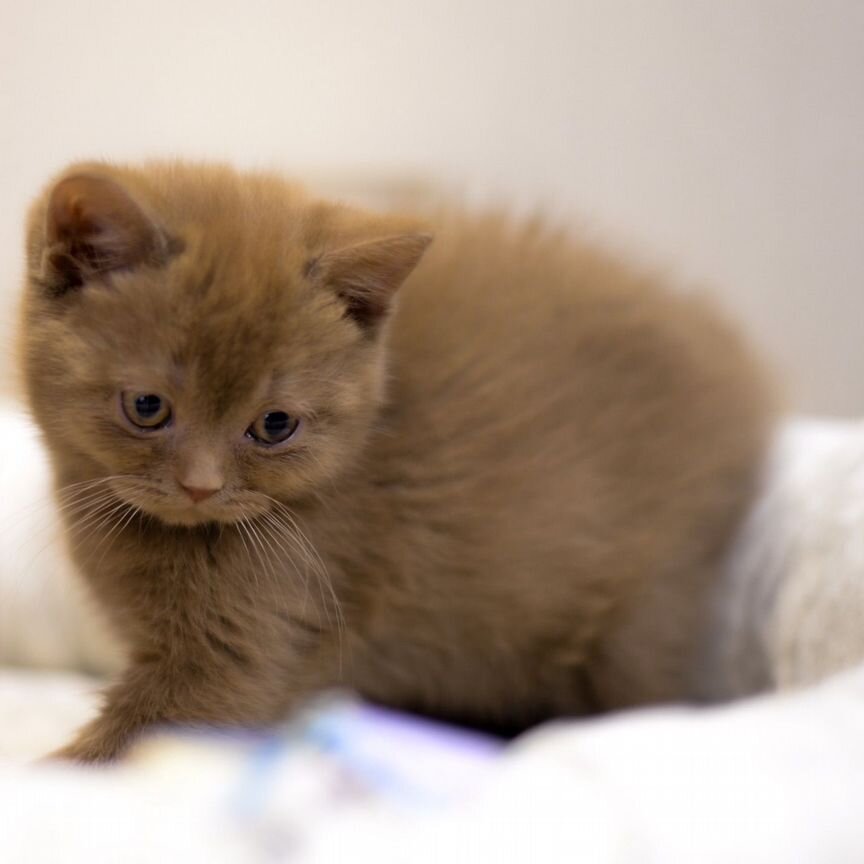 Британский короткошёрстный котёнок