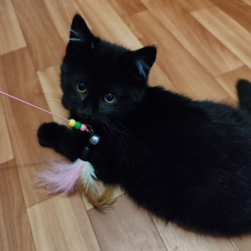 Замечательный мальчик котёнок ищет семью