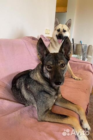 Нежная собака Сони