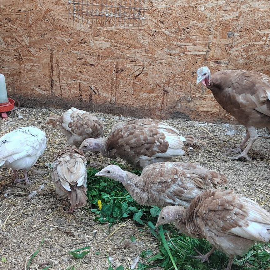 Индюшата Красный Бурбон