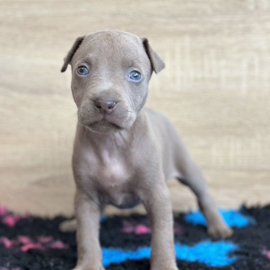 Изабеловая девочка