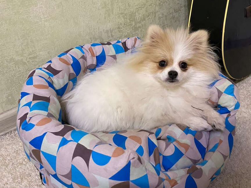 Померанский шпиц мальчик