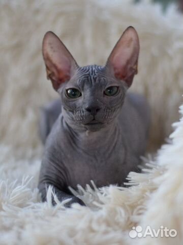 Красотка-любимка