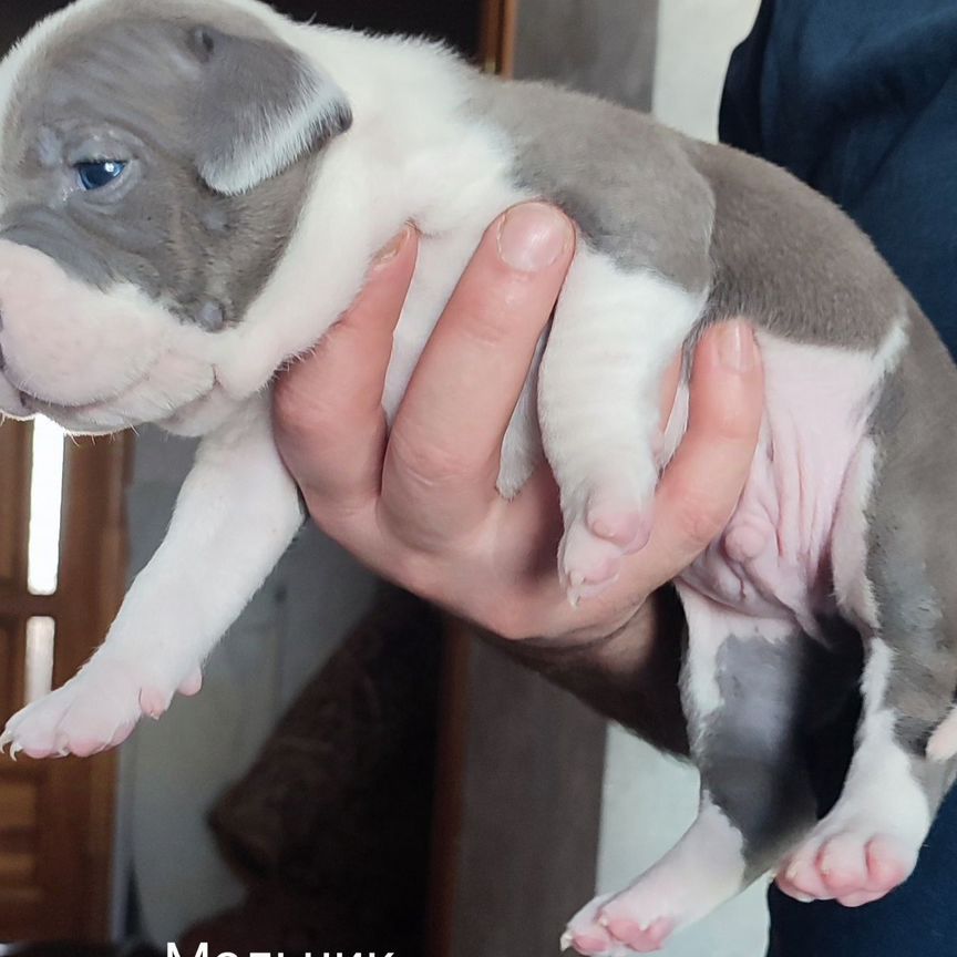 Американский стаффордширский терьер, щенок