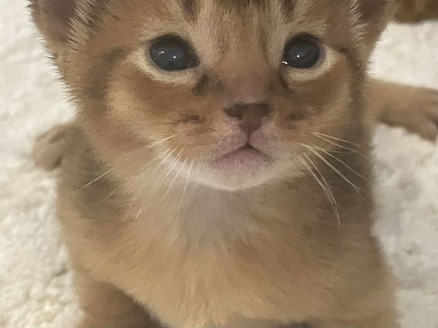 Абиссинские котята