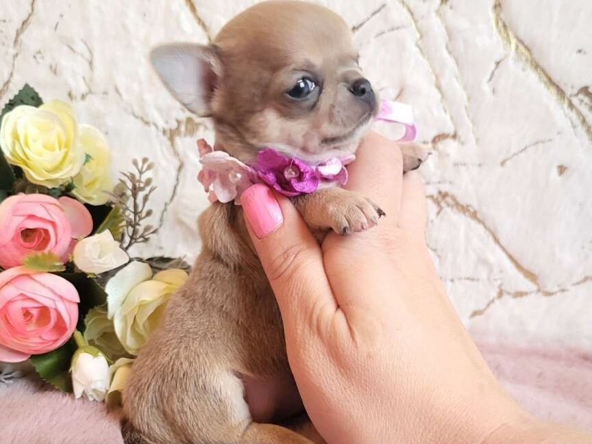 Стандартная голубопалевая девочка чихуахуа хуа РКФ