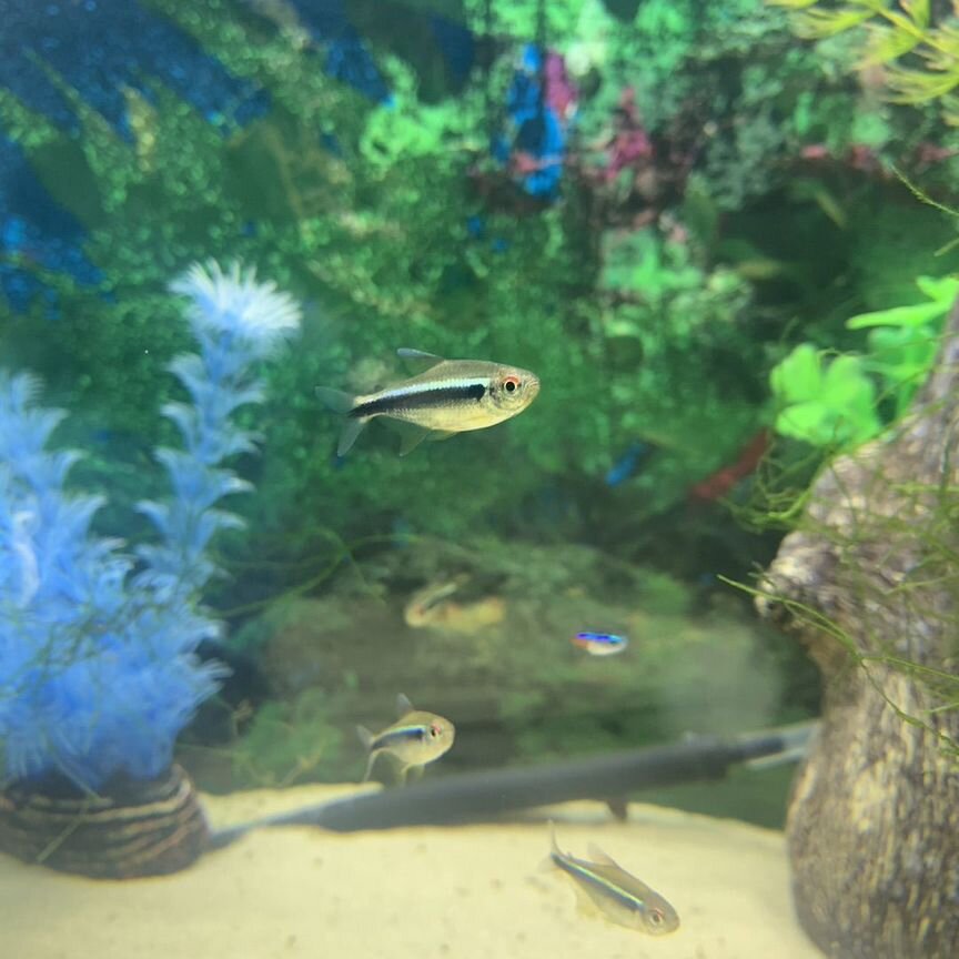 Черный неон