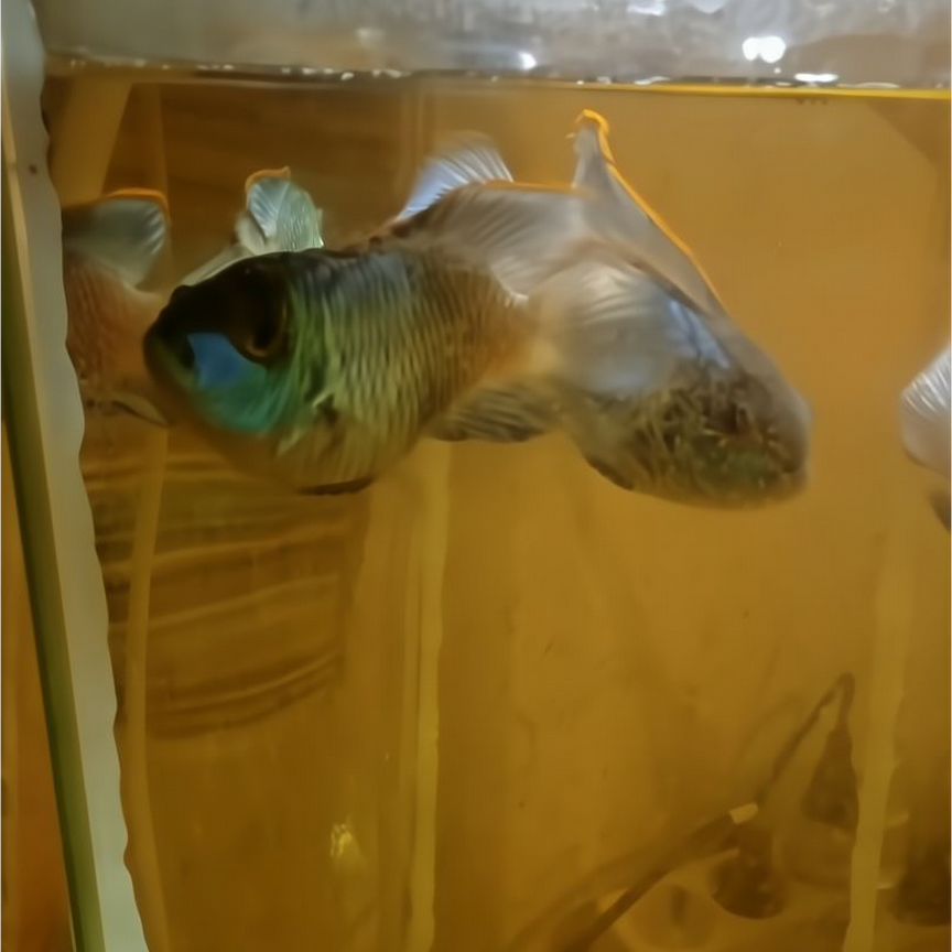 Нанакара Неонавая